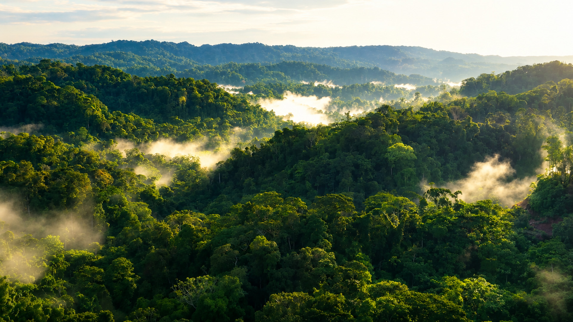 Why is this forest so important to the world?