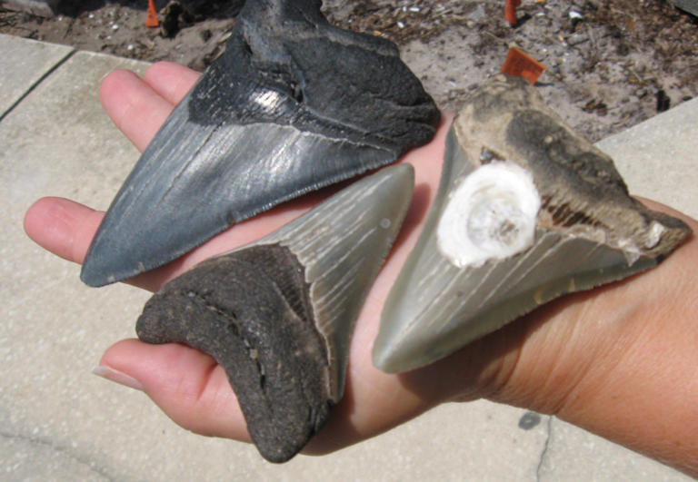 Shark teeth you find on the beach are 10,000 to 20 million years old