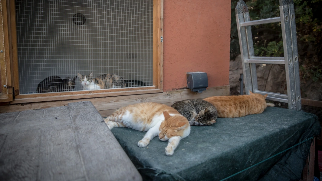22 cats in the most unusual nap spots