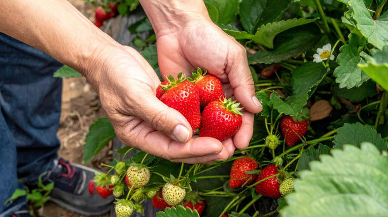Not alliums, not herbs: The companion that gives strawberry plants a boost