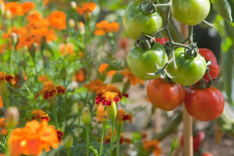 Tomatoes will grow bigger and deter pests when planted next to 1 flower