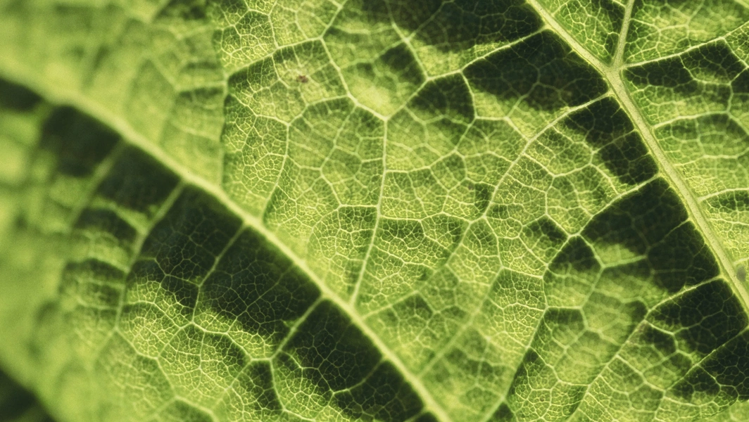 Photosynthesis hacks that could feed the future