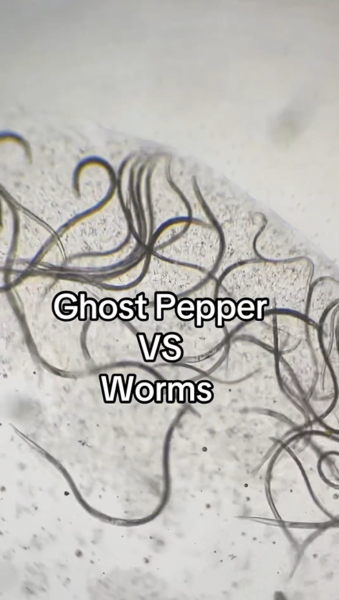 Microscopic look at ghost pepper on worms