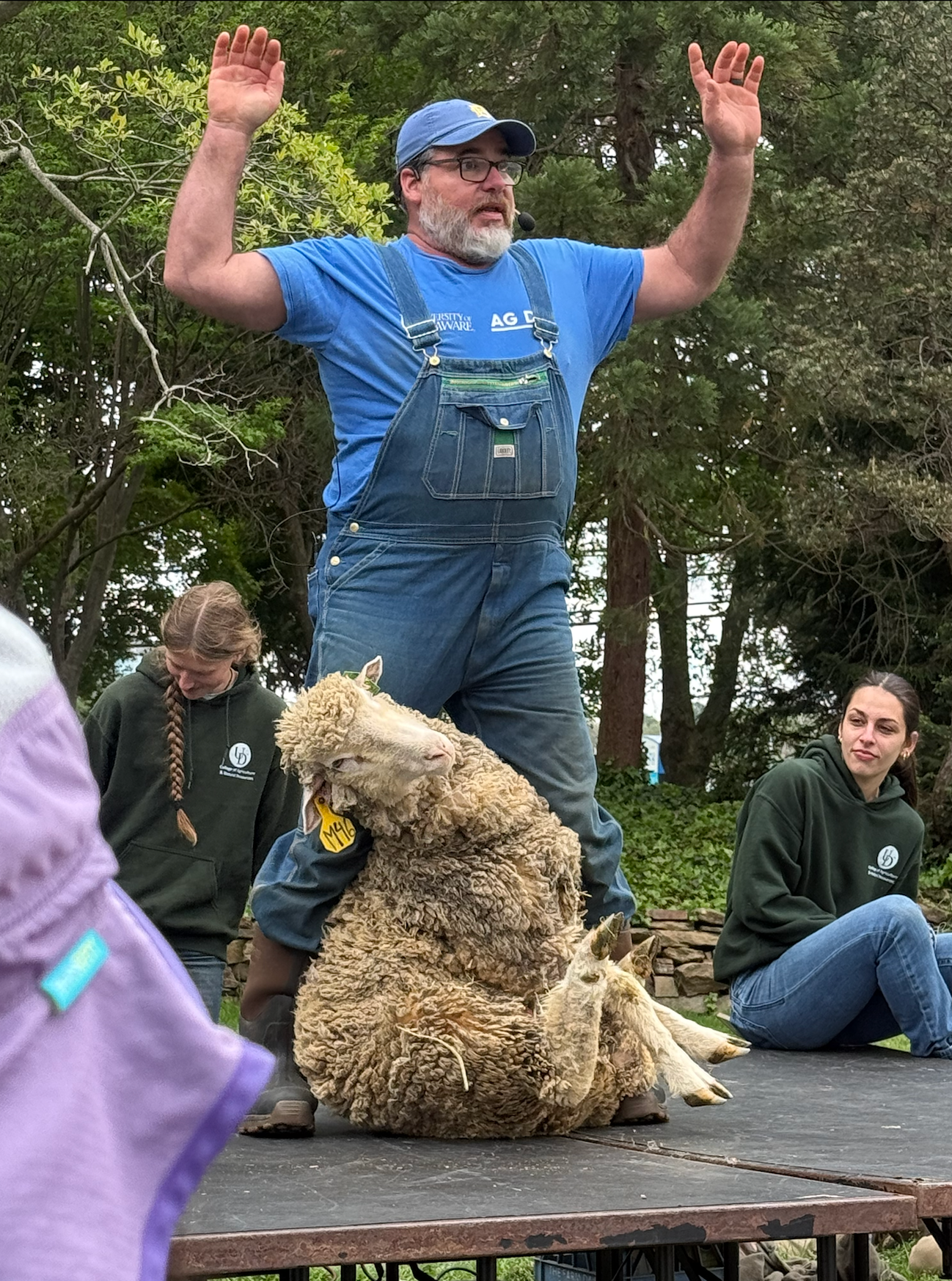 Delaware sheep shearing season is here, and it’s a workout