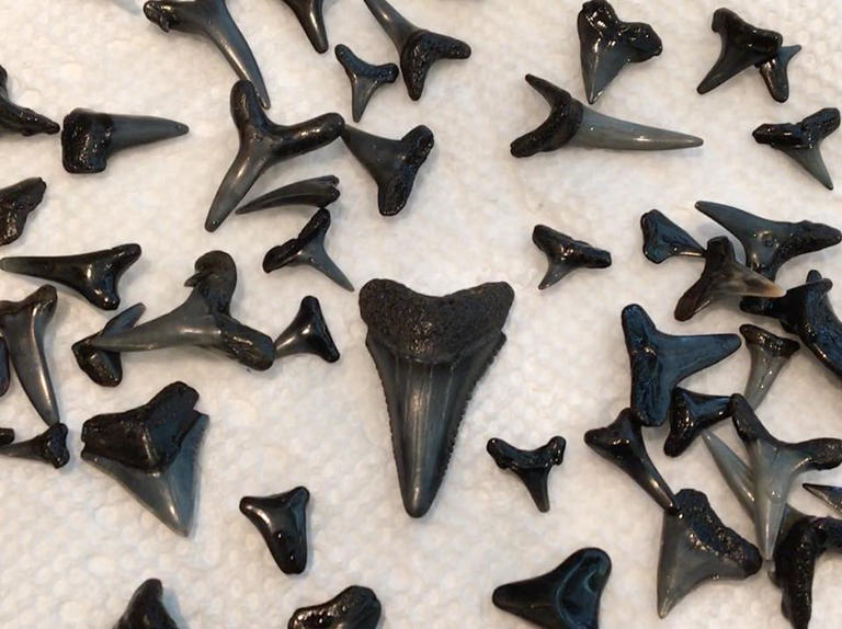 Shark teeth you find on the beach are 10,000 to 20 million years old