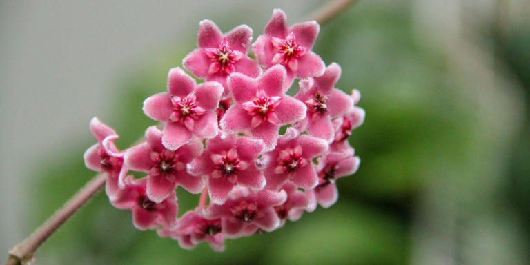 Hoya : pourquoi il ne fleurit pas et comment débloquer la floraison