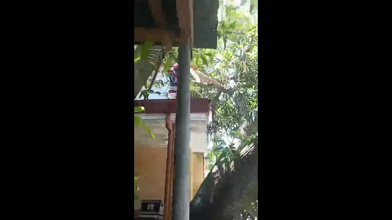 Pet owner rescues cat stuck in mango tree after climbing branches