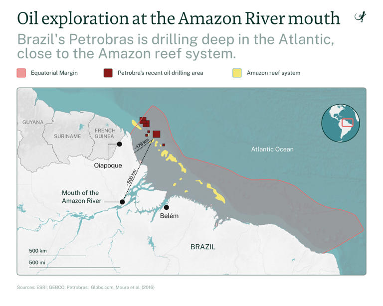 Amazon oil drilling plan excludes unique hybrid manatees too big for rescue