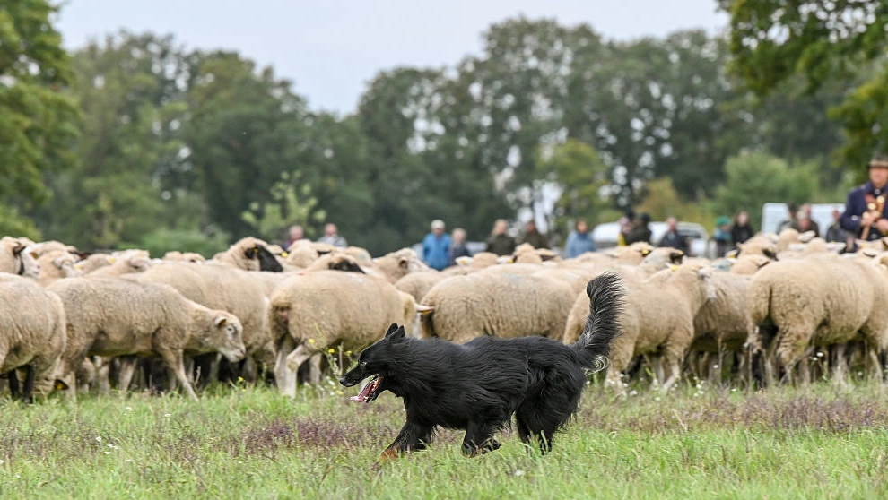 Living happily with stubborn dog breeds