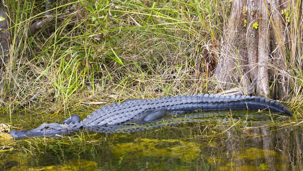 5 Florida lakes and parks with abundant alligators