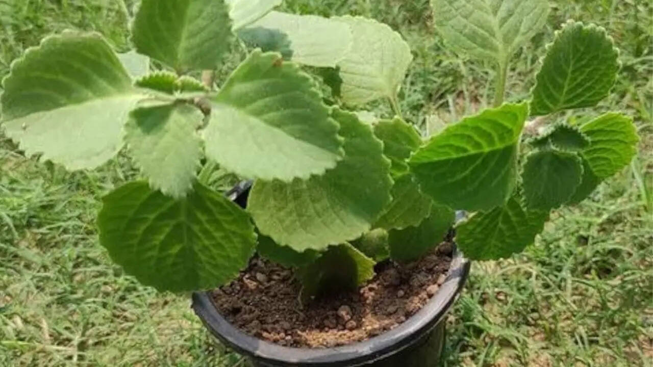 The forgotten Indian herbs your grandparents grew that modern kitchens ...