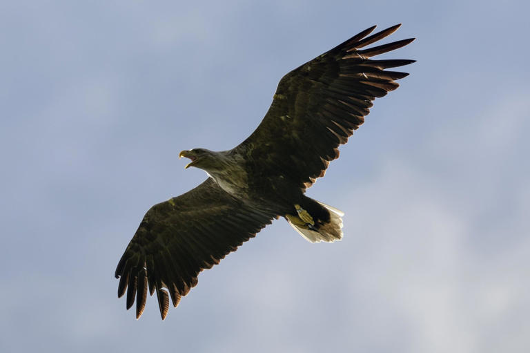 Investigation underway after disappearance of eagle on North York Moors