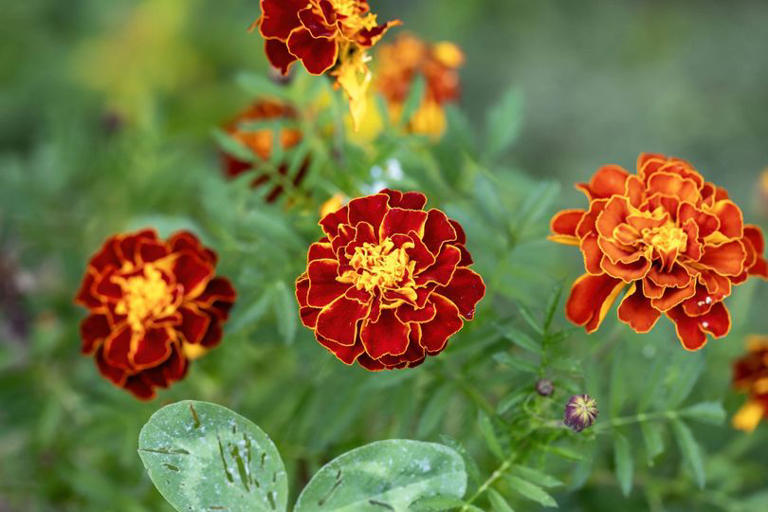 Tomatoes will grow bigger and deter pests when planted next to 1 flower