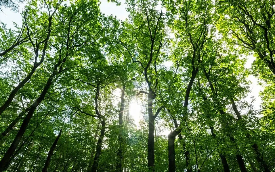 One-hour nature walk linked to lower stress levels