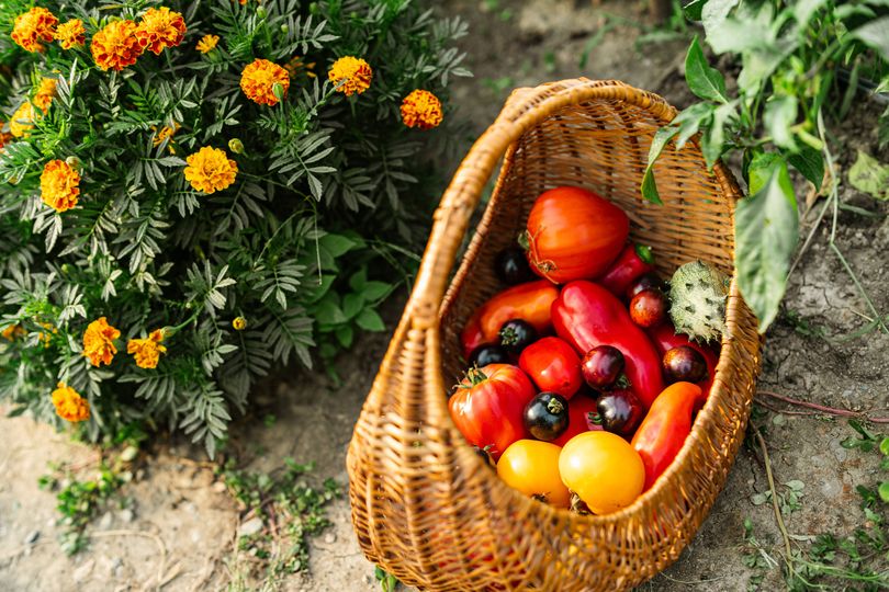 Alan Titchmarsh urges anyone growing tomatoes to plant 1 common flower ...