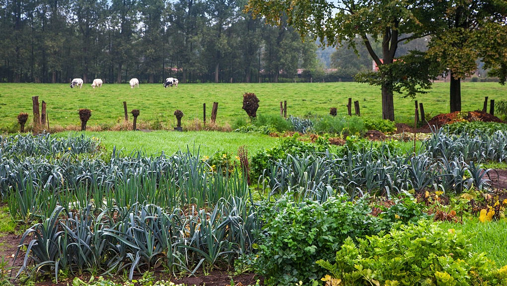 Smart steps to start your vegetable garden right