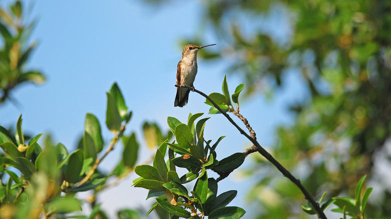 9 fast-growing trees that will make your yard a pollinator haven