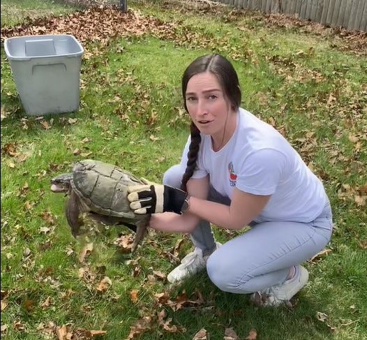 Why did the turtle cross the road? Because a driver like you helped