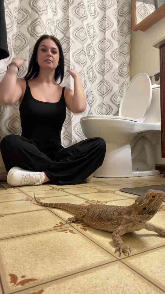 Pets being silly: Lucy the bearded dragon edition