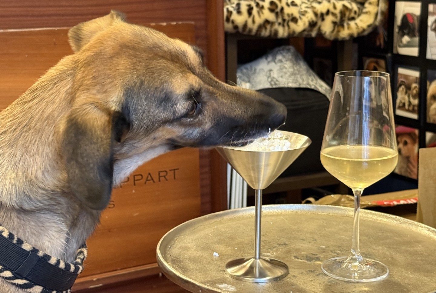Plus de 40 chiens réunis à table : la marque de croquettes Bab’in ...