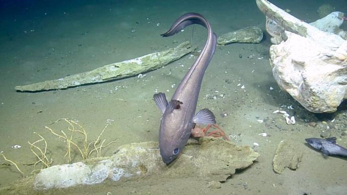 In 2009, a giant whale carcass was found on the Pacific seabed – and ...