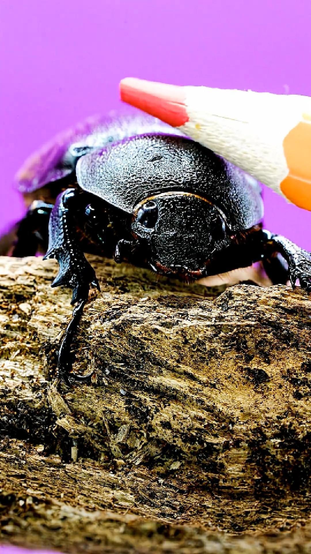 My white grub transformed into a beetle that looks unreal