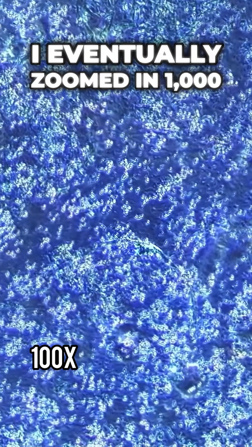 Blue spirulina revealed under the microscope