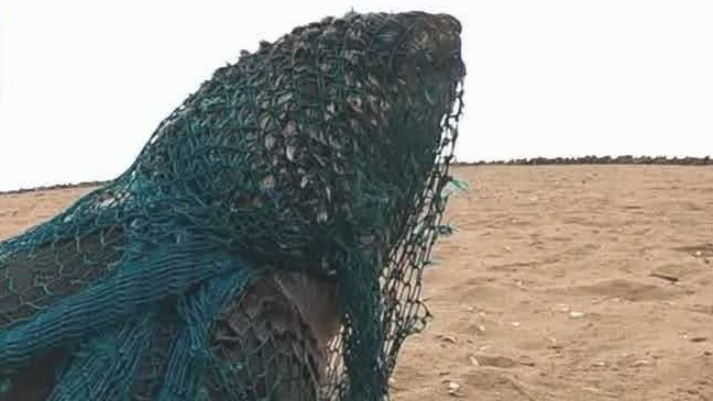 Watch this poor seal slowly lose hope while trapped in a fishing net