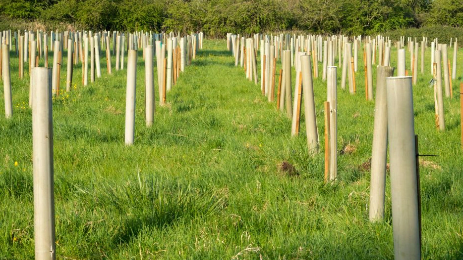 Why tree trunks are painted white