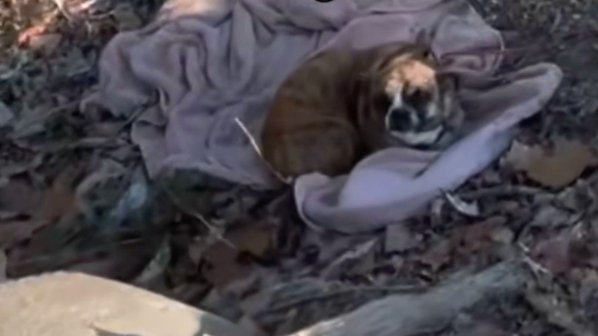 Dog abandoned in a ditch: Rescuers know they have only one chance to ...