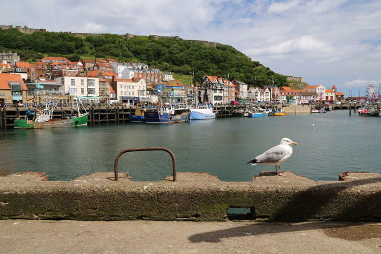 Council's major £119k seagull protection plans for Yorkshire coast resorts