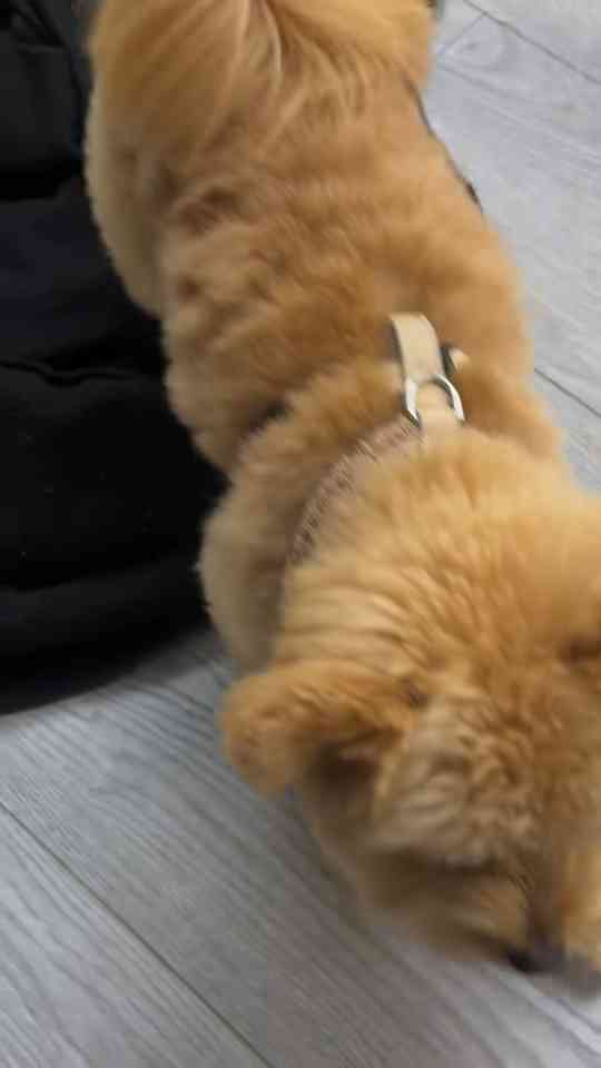Adorable puppy moment: Barney seeks attention from his owner