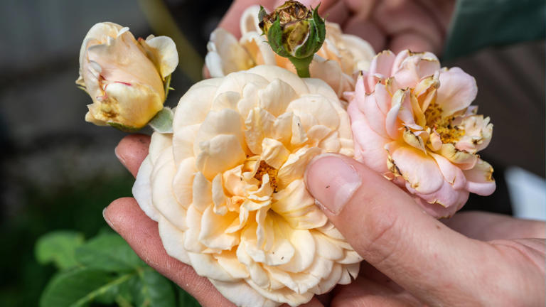 This pest causes the biggest damage to your plants — how to stop thrips