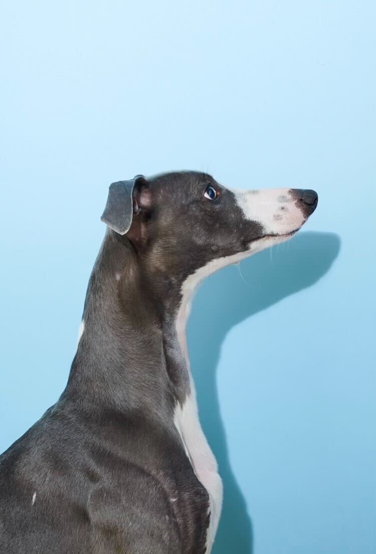 Everything you need to know about owning a whippet, the UK’s 11th most ...