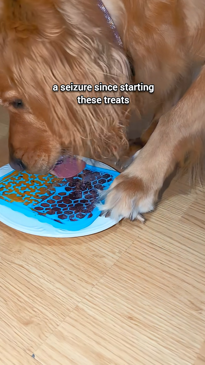 Homemade frozen pet treats without fancy tools or molds