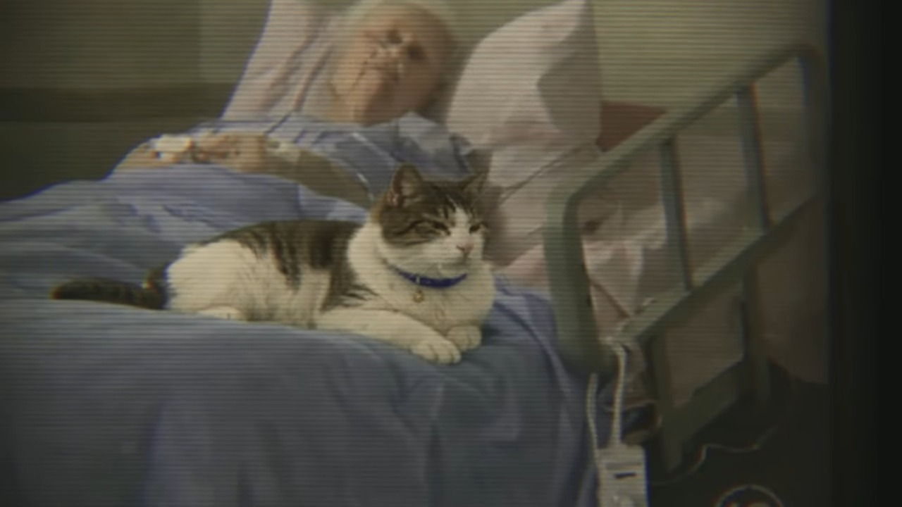 Doctors thought he was just a cat - until Oscar started picking who ...