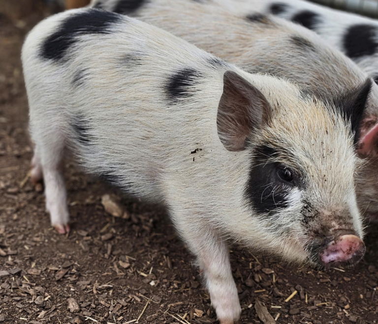 Tiny trotters need loving homes as Kew Little Pigs opens waiting list ...