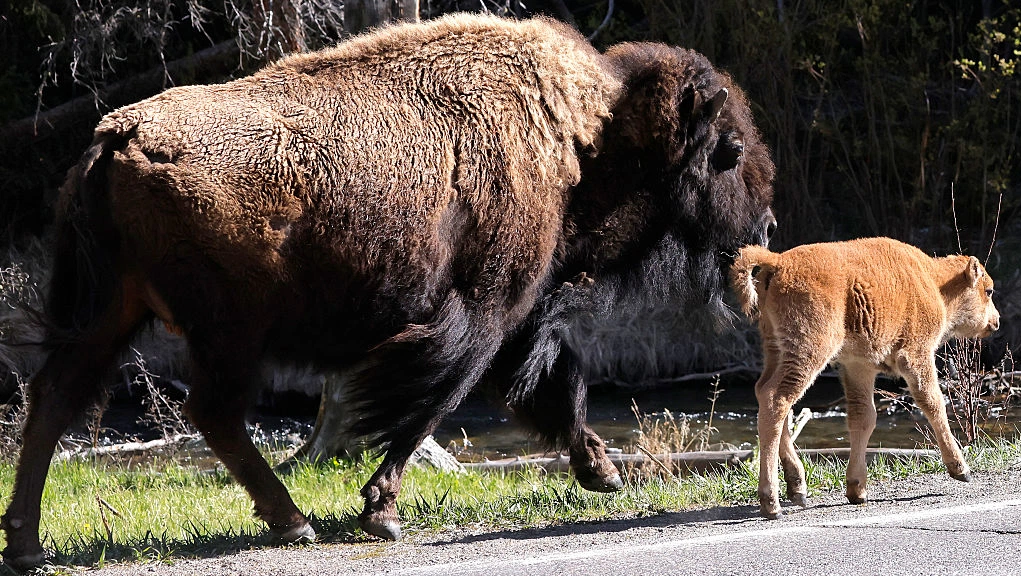 Yellowstone visitors seek quieter spots amid summer crowds
