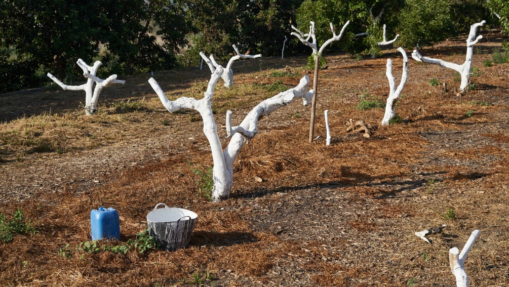 Why tree trunks are painted white