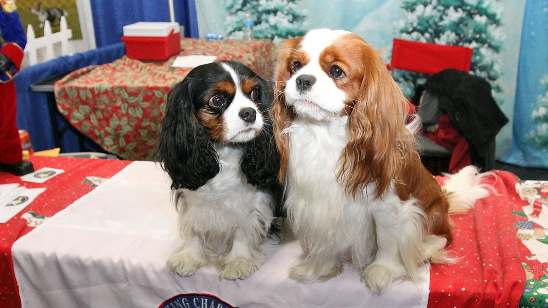 13 calm and low-maintenance dog breeds