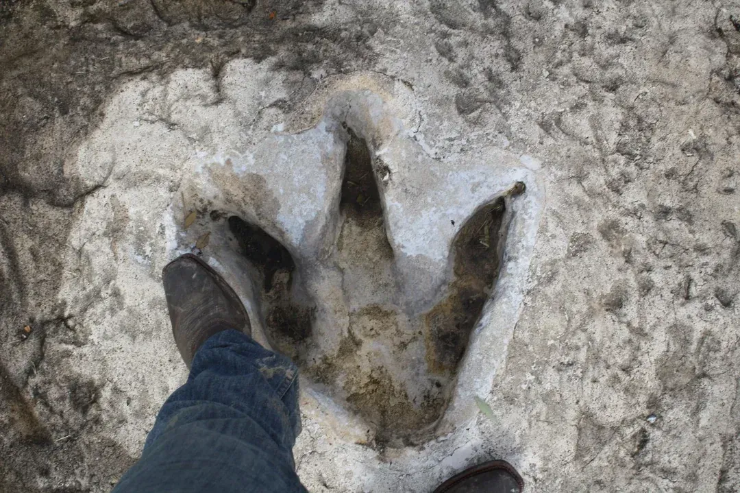 15 of the best places in the world to see dinosaur tracks
