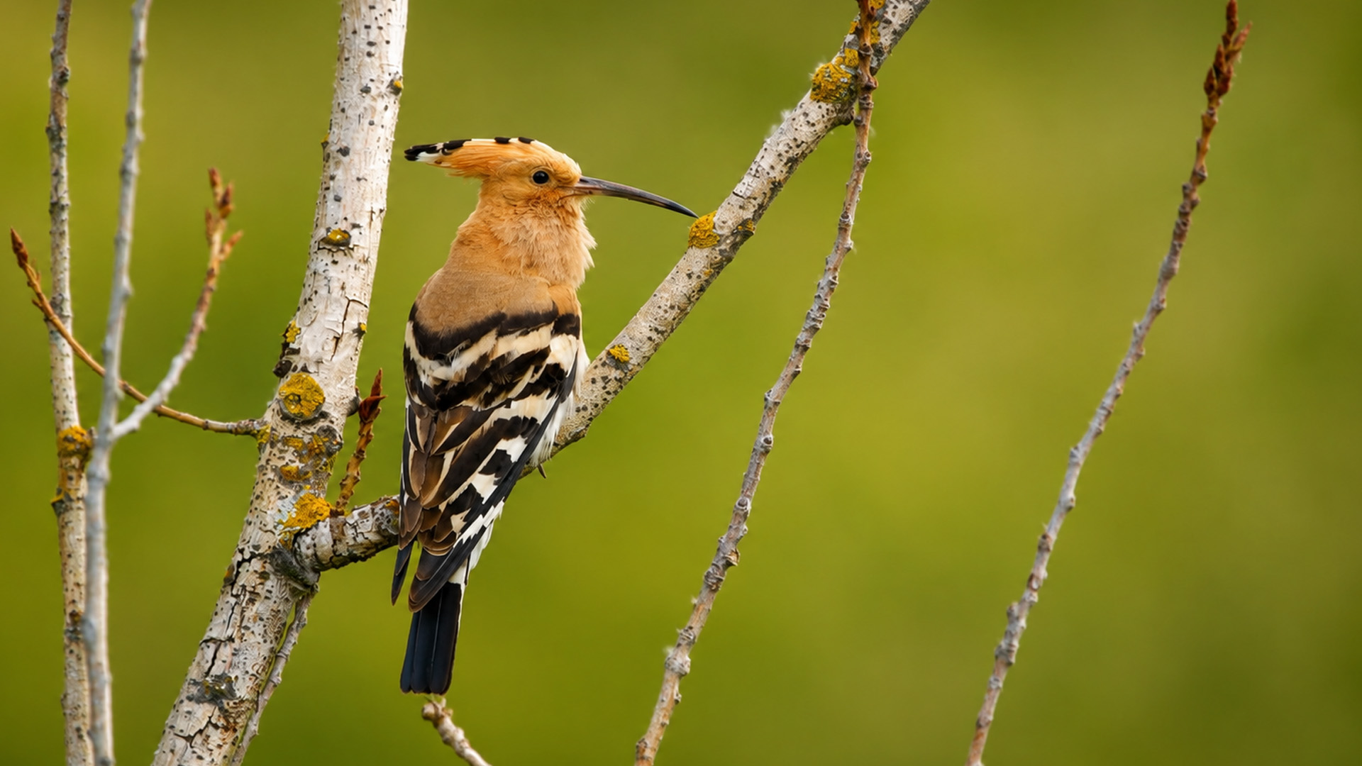 Unexpected bird activity recorded by a camera deep in the woods