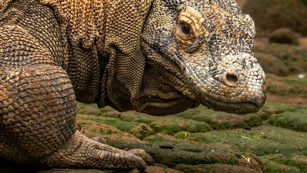 « Il m’a attrapé le pied » - Un dragon de Komodo de 136 kilos refusait ...