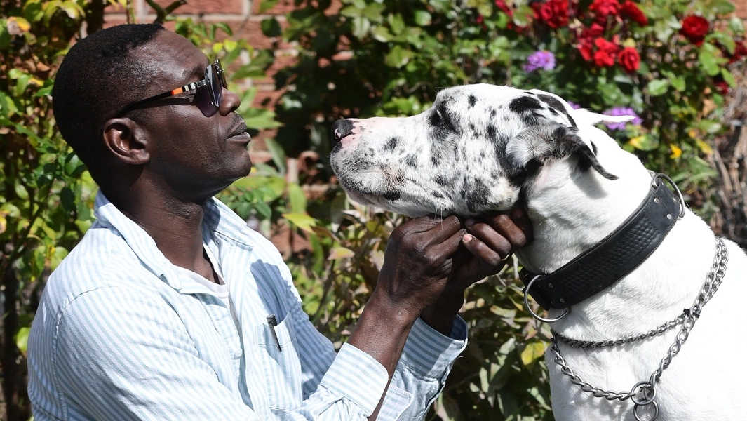 10 gentle giant dog breeds