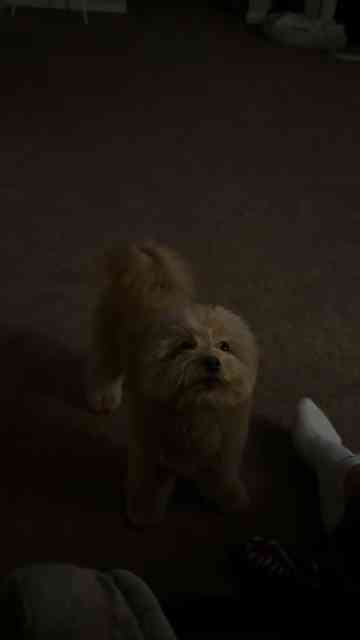 Listen to this adorable Pomapoo puppy barking