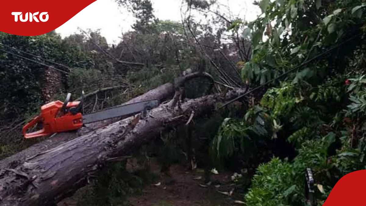 Kirinyaga: Tragedy as man is killed by falling tree while cutting ...