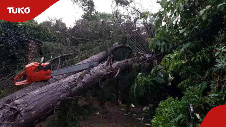 Kirinyaga: Tragedy as man is killed by falling tree while cutting ...