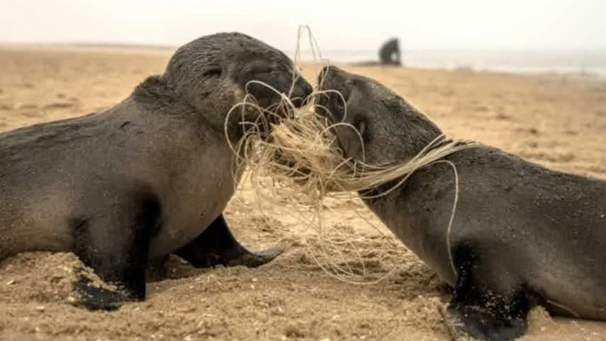 “They’re tied together” - The baby seals were slowly dying side by side