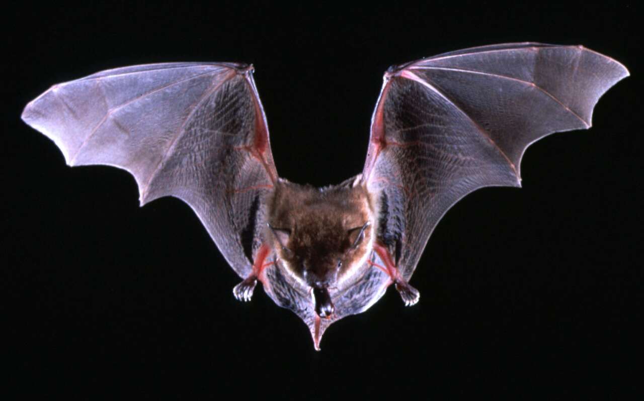 Bat found on Anthony Road in North Stonington tests positive for rabies ...
