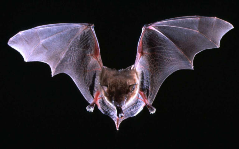 Bat found on Anthony Road in North Stonington tests positive for rabies ...